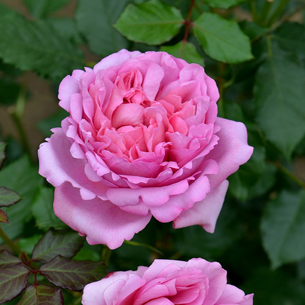 Rose_Pompadour_2012_012 | デルバールJAPON